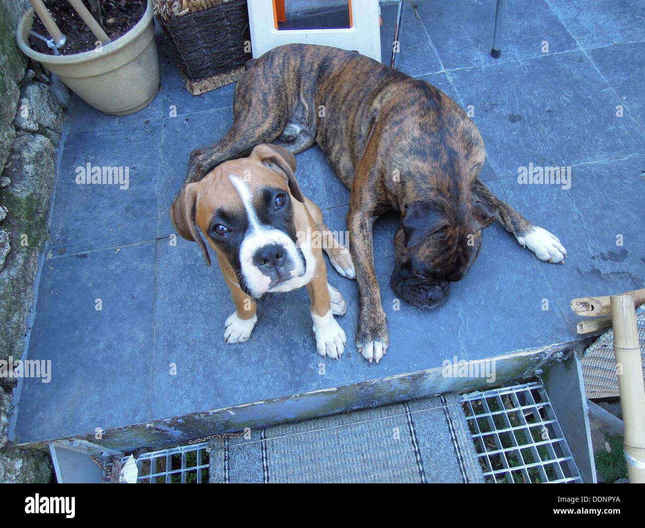 two boxer dogs one lying one sitting Stock Photo - Alamy