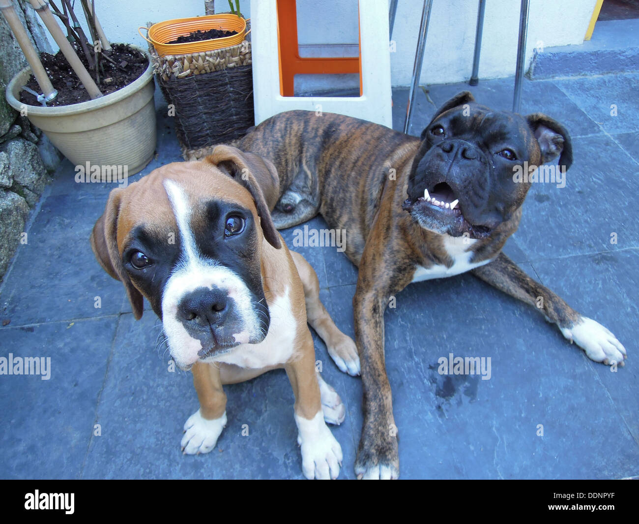 two boxer dogs one lying one sitting Stock Photo - Alamy