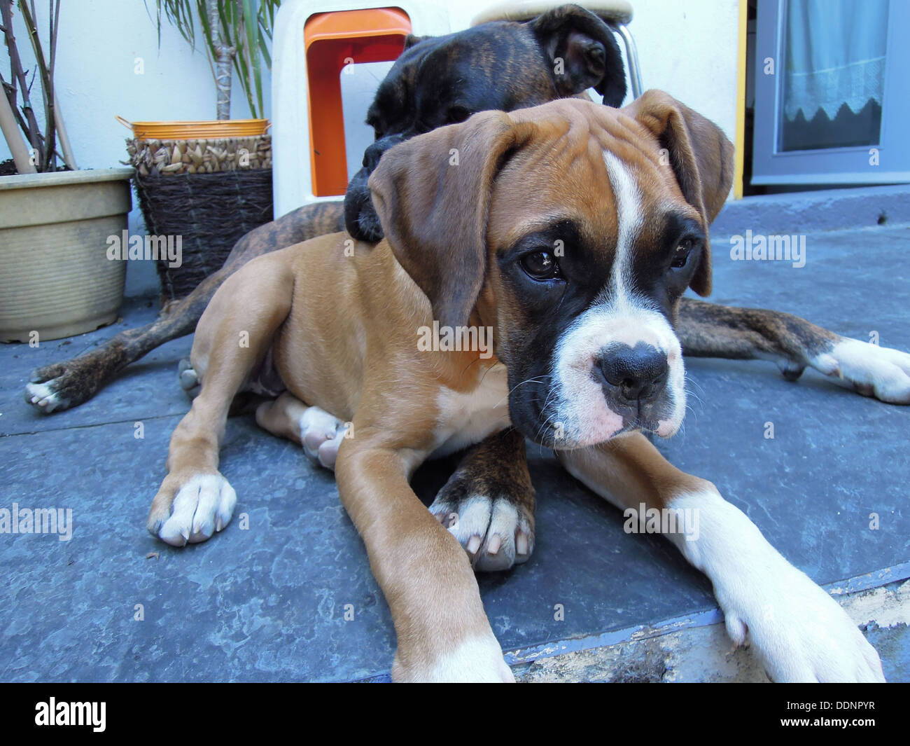 two boxer dogs lying down on the floor with one put the head on top of ...