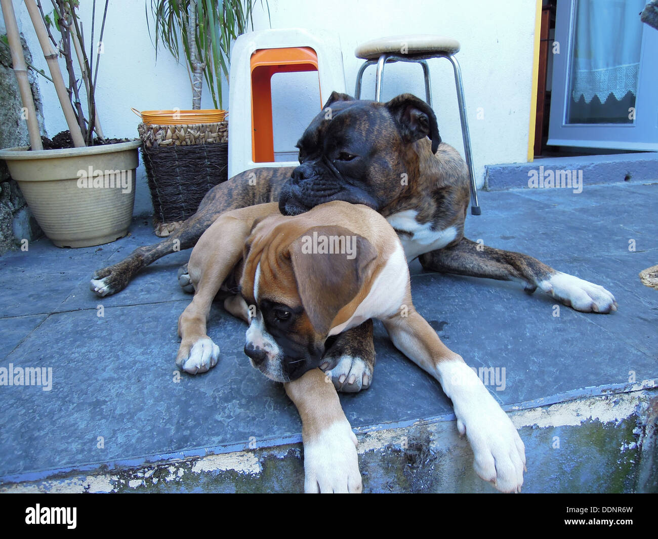 Cuddle female dog hi-res stock photography and images - Alamy