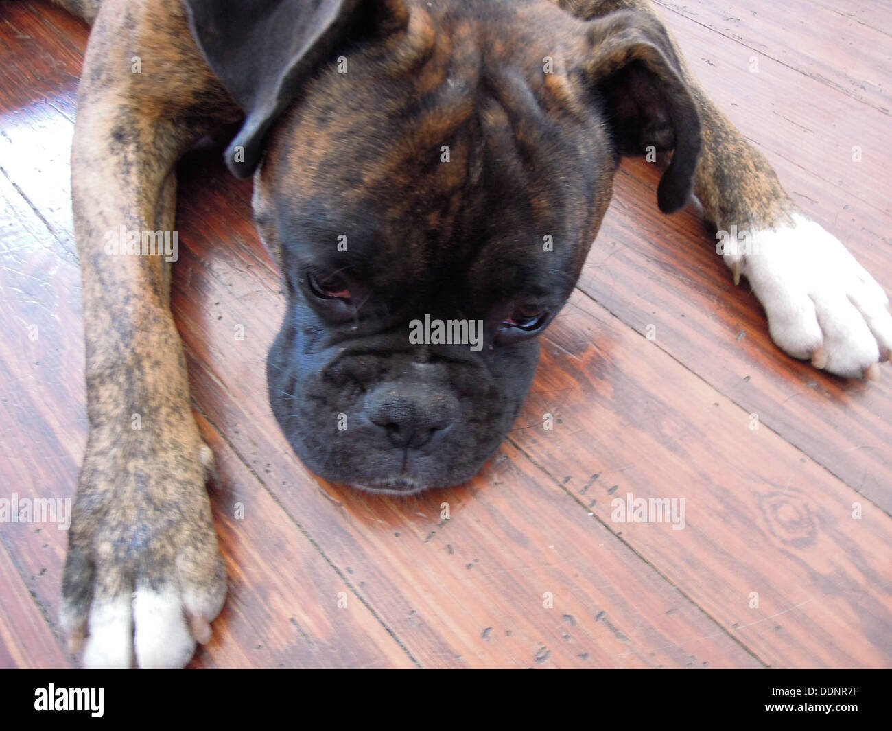 head shot of a cute boxer dog lying down on the floor Stock Photo - Alamy