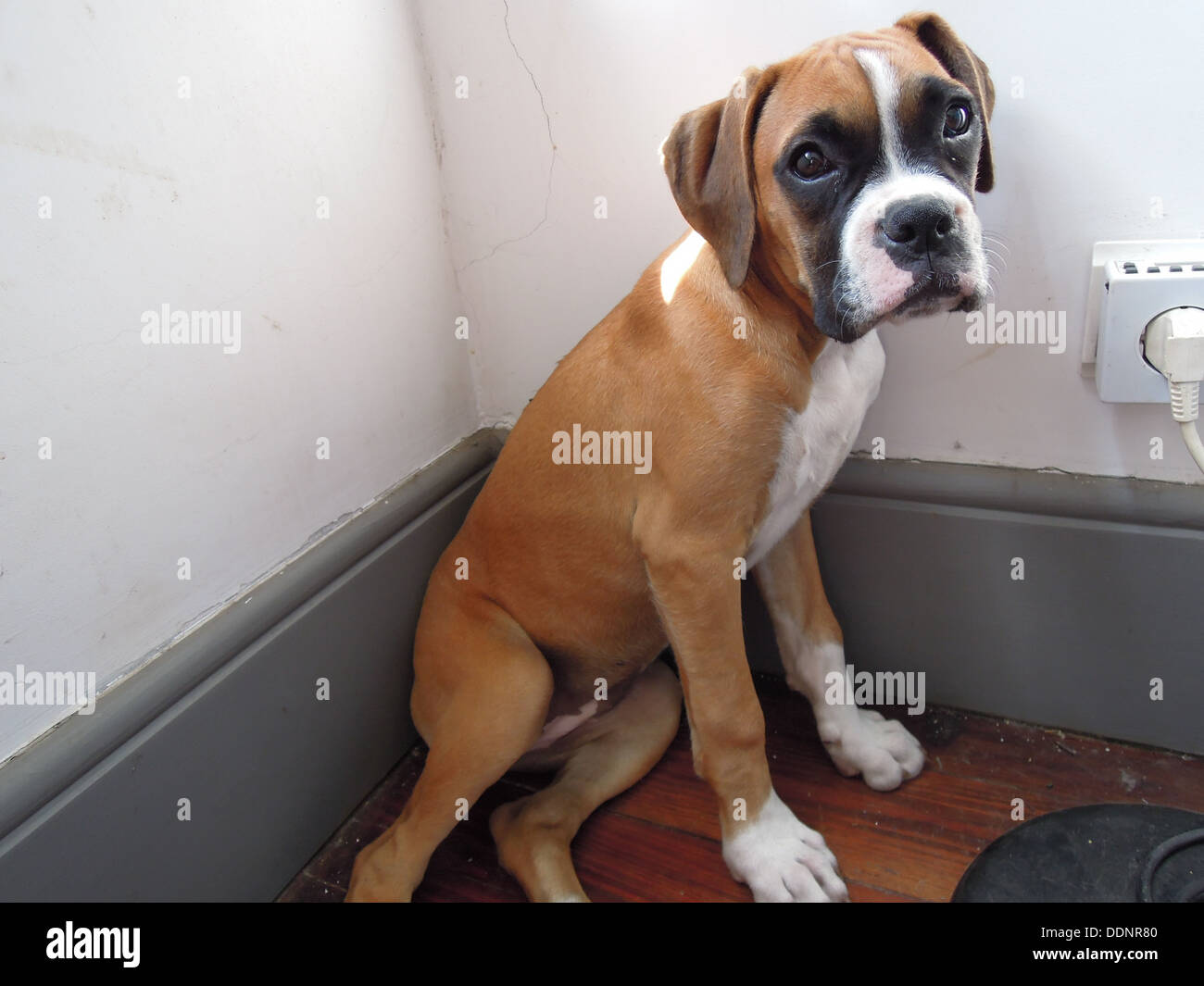 a boxer puppy sitting on the corner Stock Photo - Alamy