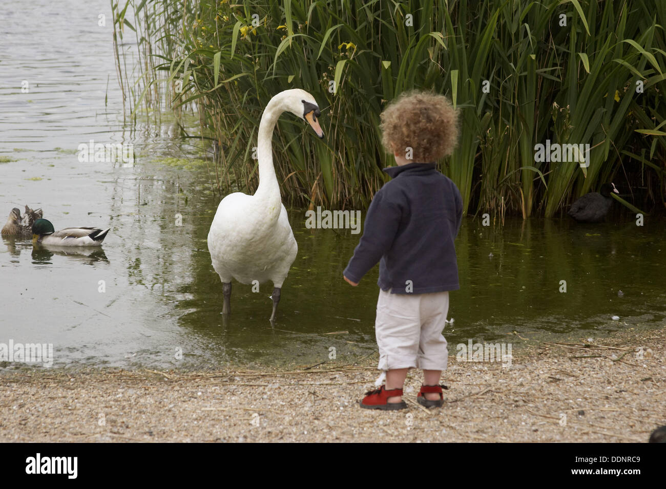 Trumpeter Swan Size Comparison
