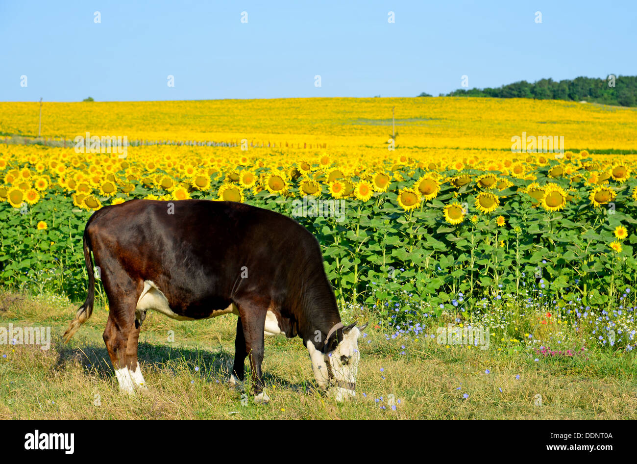 Black cow on sunflower field background Stock Photo - Alamy