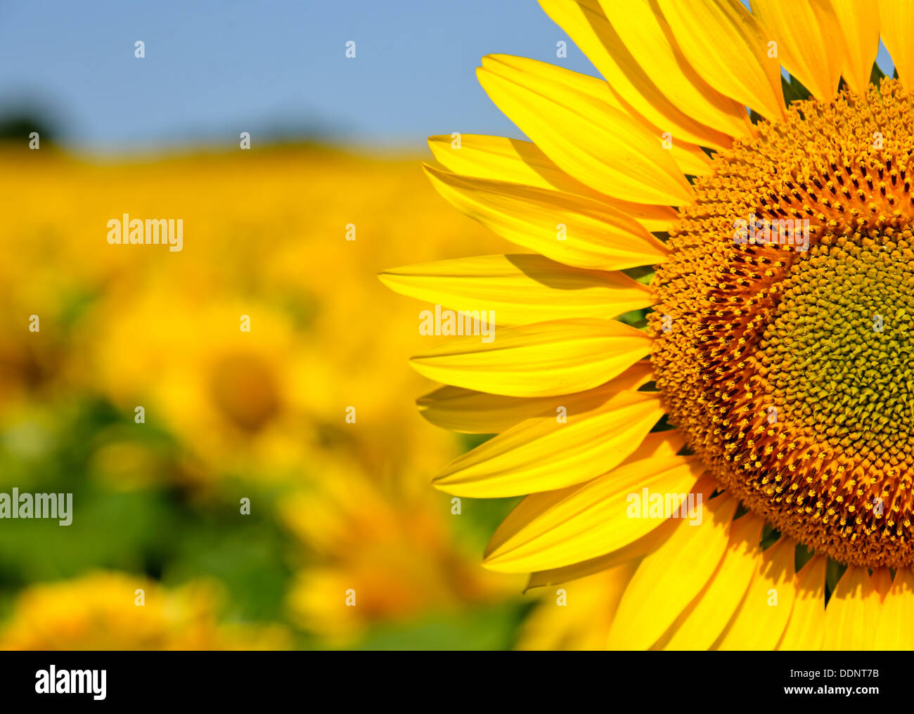 Panoramic image large sunflower hi-res stock photography and images - Alamy