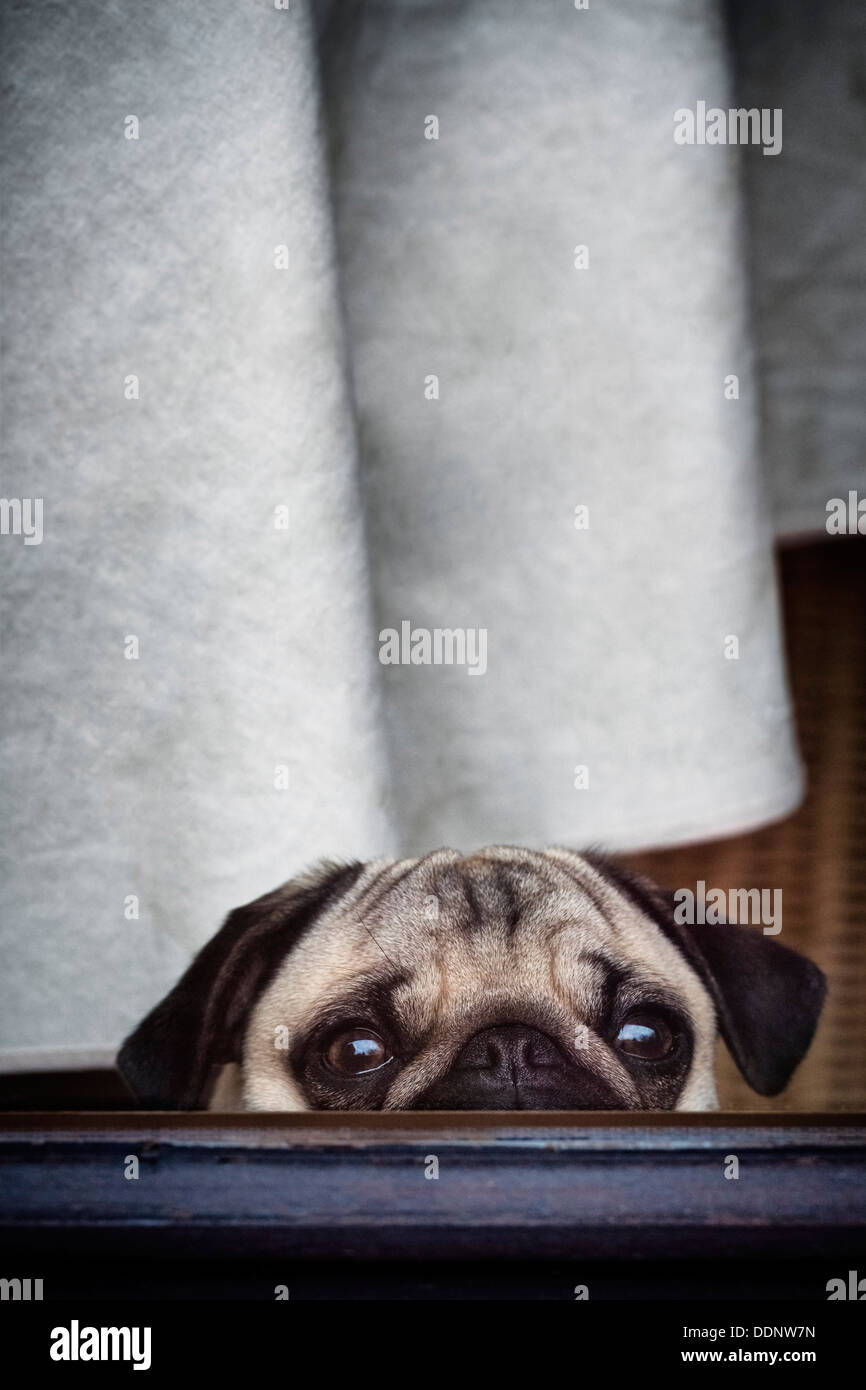 Pug dog looking out of the window Stock Photo - Alamy