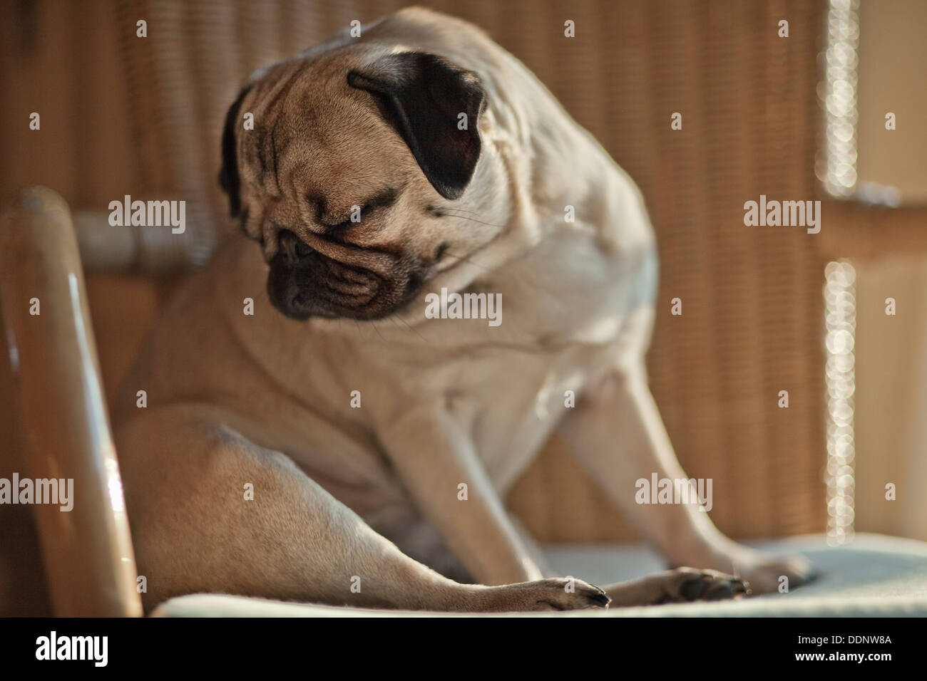 Sit on cane chair hi-res stock photography and images - Alamy