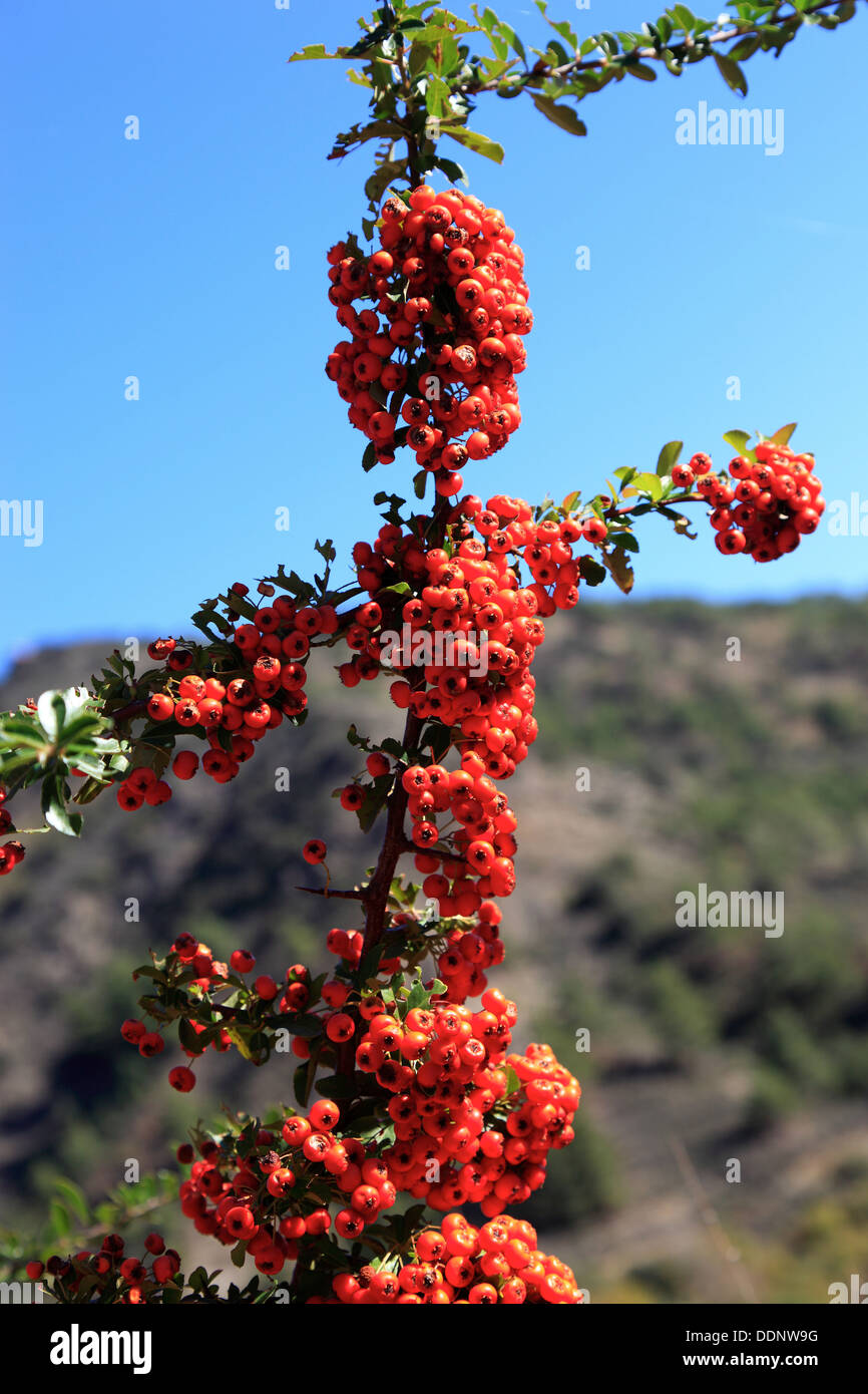 Pheasant berry hi-res stock photography and images - Alamy