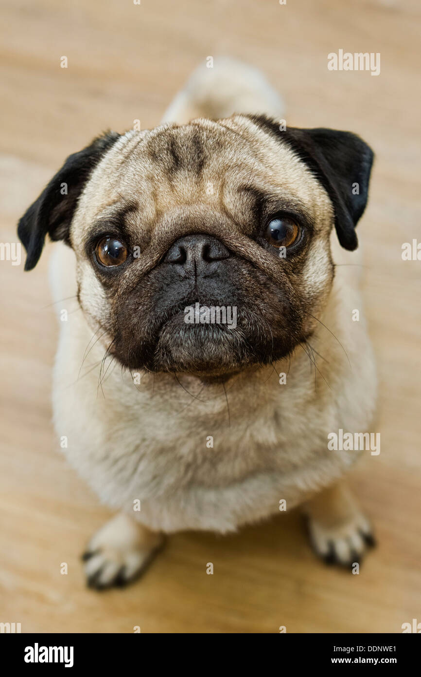 Pug dog looking up at camera Stock Photo - Alamy