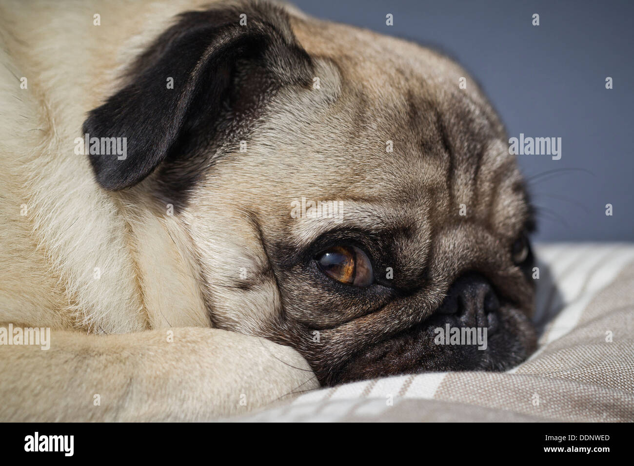 Pug looking at camera hi-res stock photography and images - Alamy