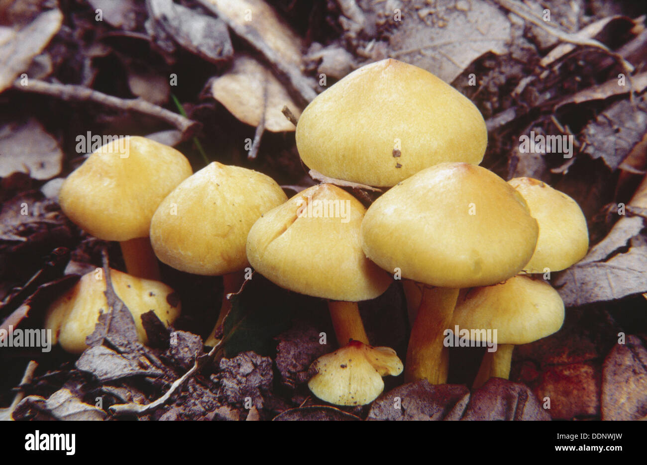 Cystoderma amianthinum hi-res stock photography and images - Alamy