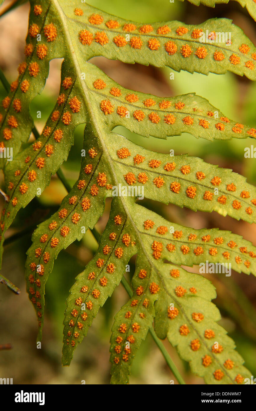 Southern polypody hi-res stock photography and images - Alamy