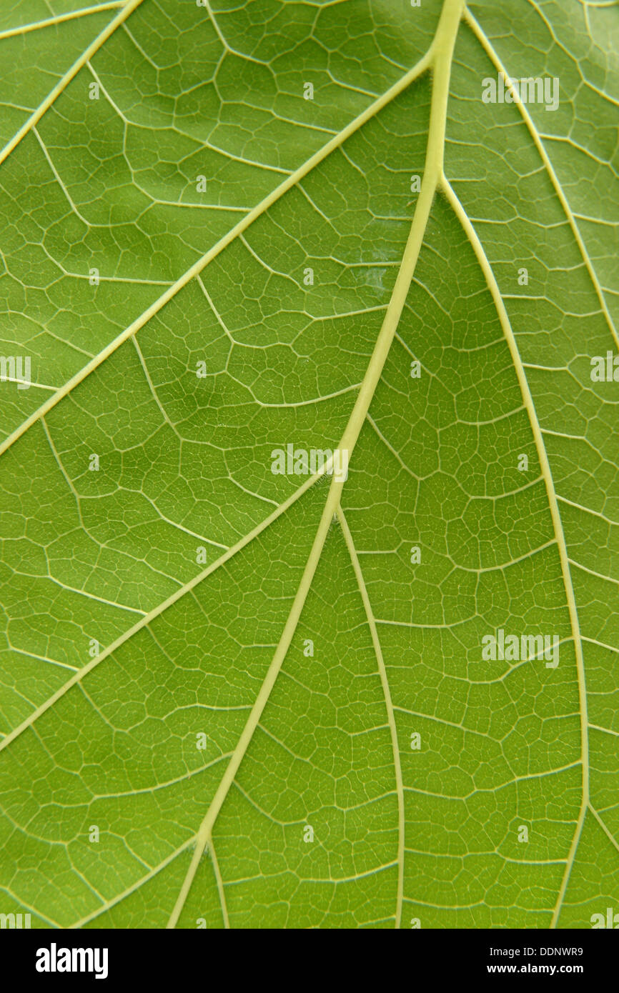 Mulberry morus leaf hi-res stock photography and images - Alamy