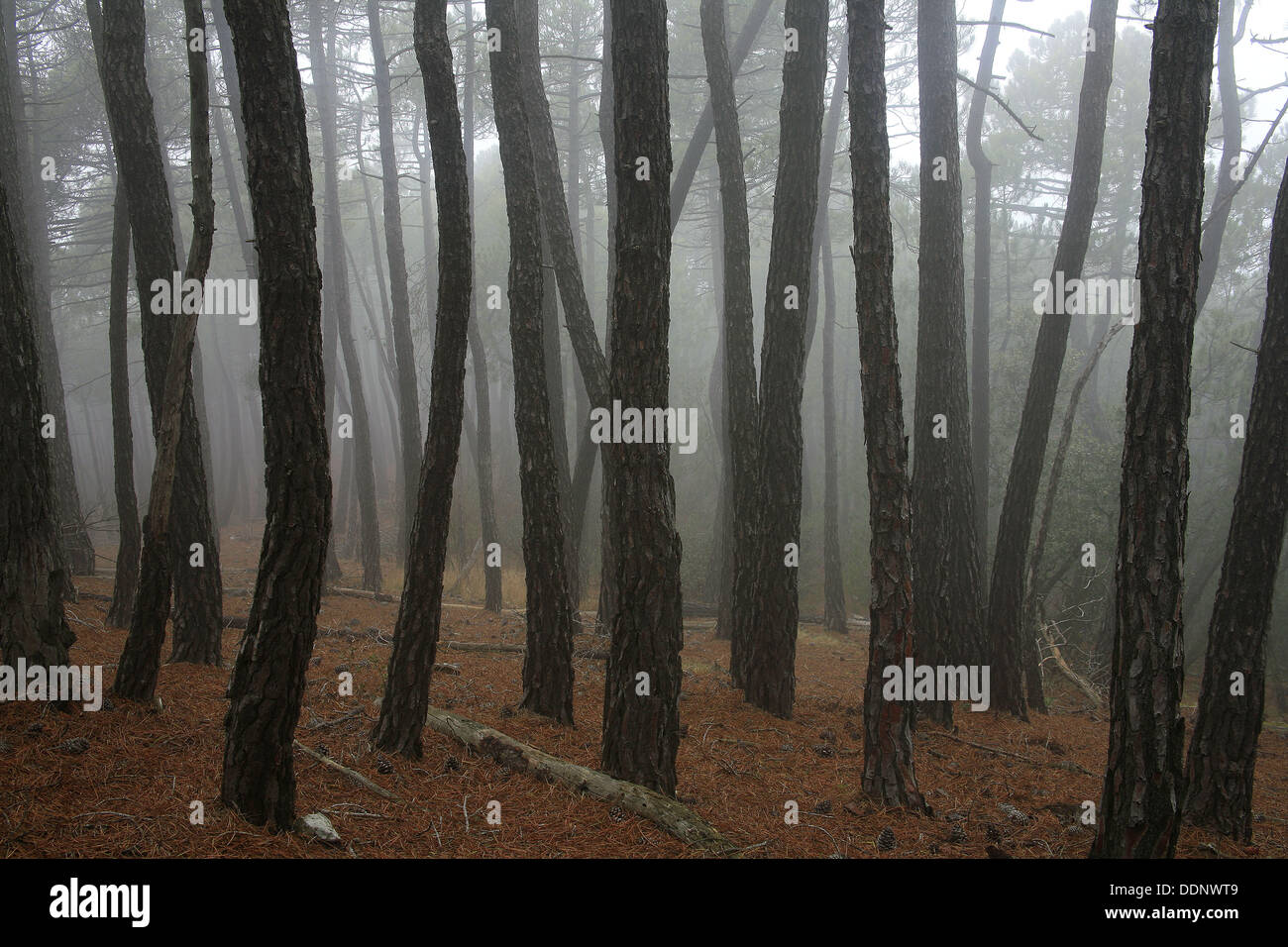 Maritime Pine (Pinus pinaster) forest, Monte Pina. Alto Palancia ...