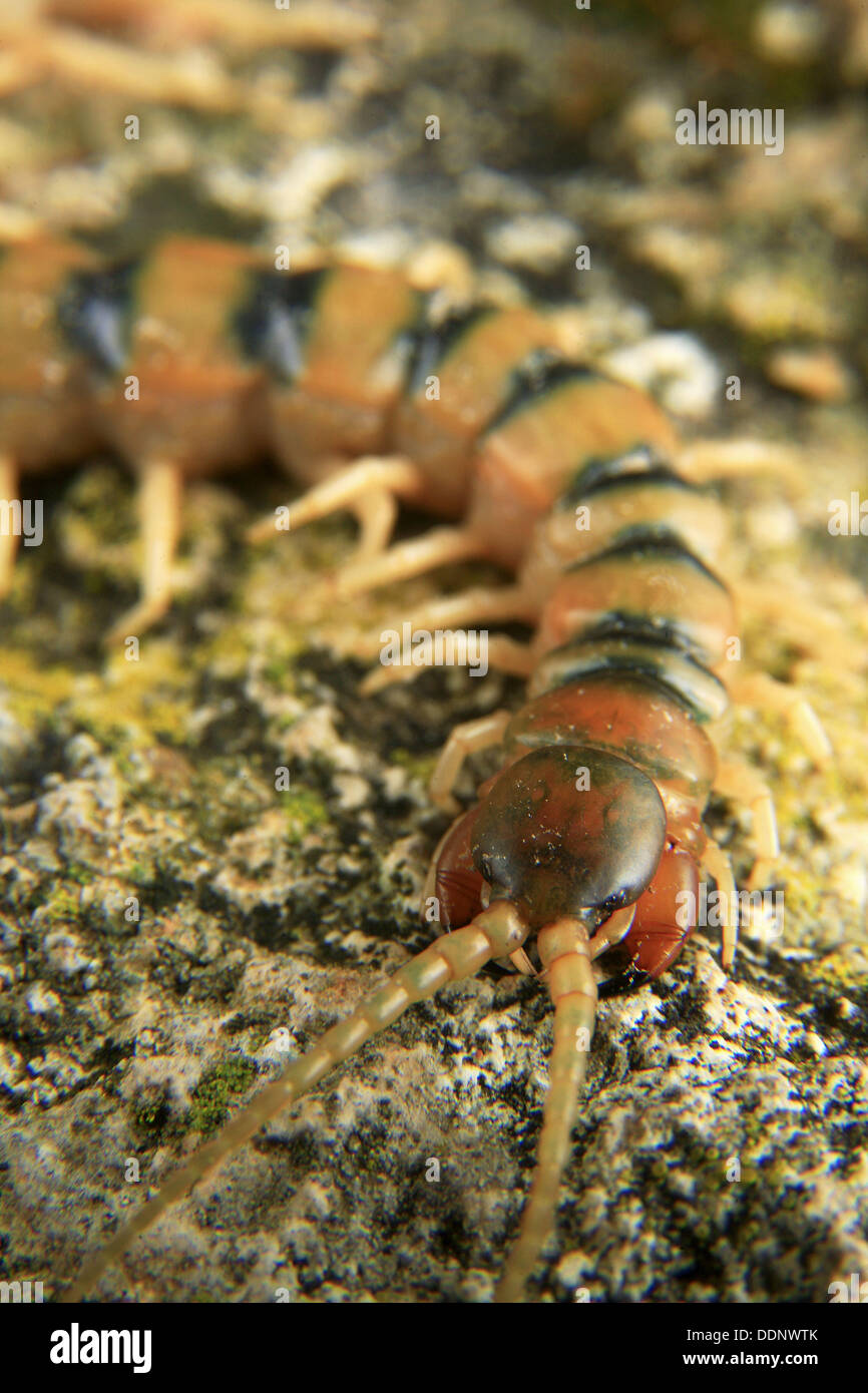 Centipede haplophilus subterraneus hi-res stock photography and images ...