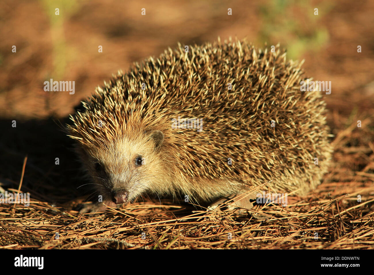 Wild erinaceus europaeus hi-res stock photography and images - Alamy