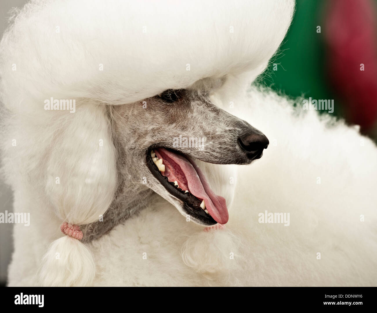 Poodle dog portrait Stock Photo - Alamy