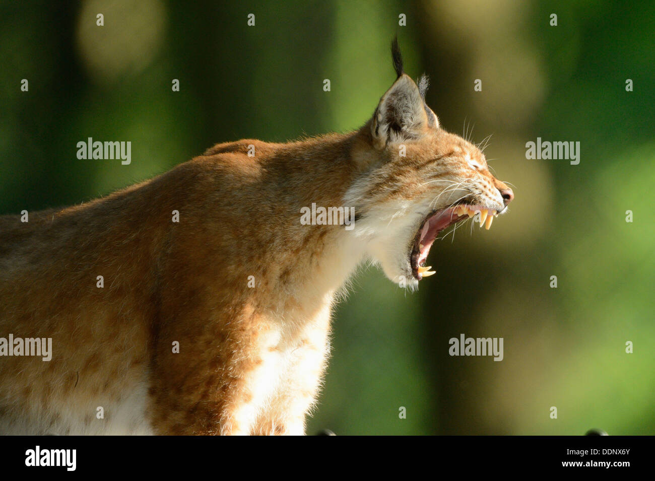 Lynx tooth hi-res stock photography and images - Alamy