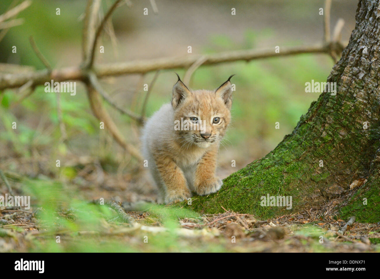 Eurasian lynx (lynx lynx) cub in a forest, Bavaria, Germany Stock Photo ...