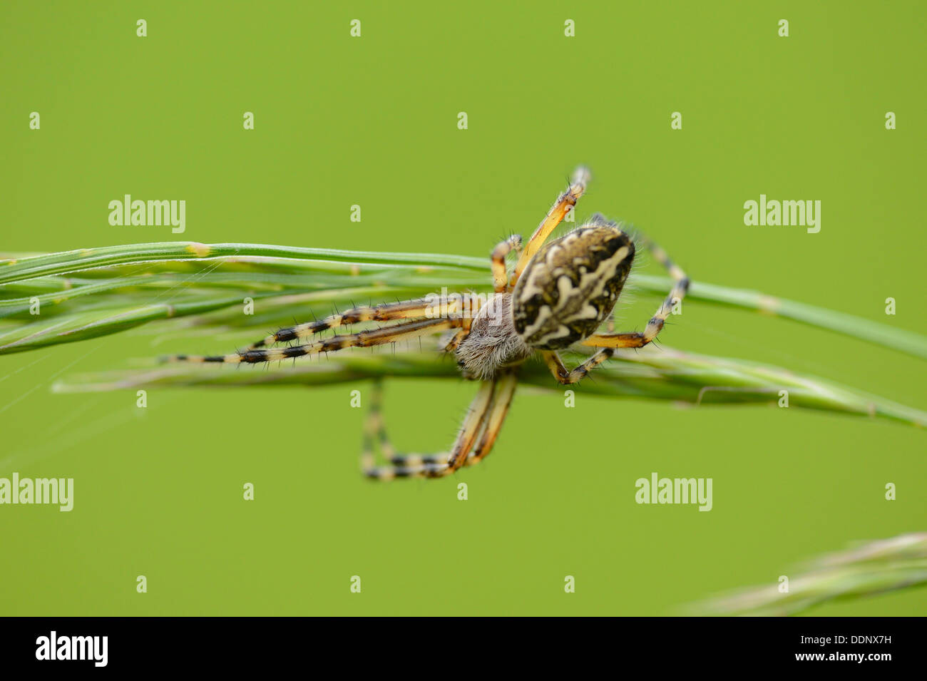 Oak spider (Aculepeira ceropegia Stock Photo - Alamy