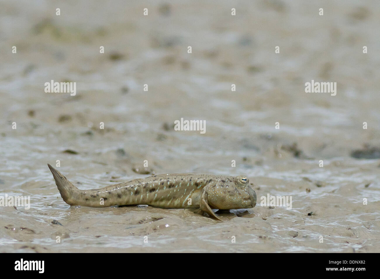 Mudskipper in mud Stock Photo - Alamy