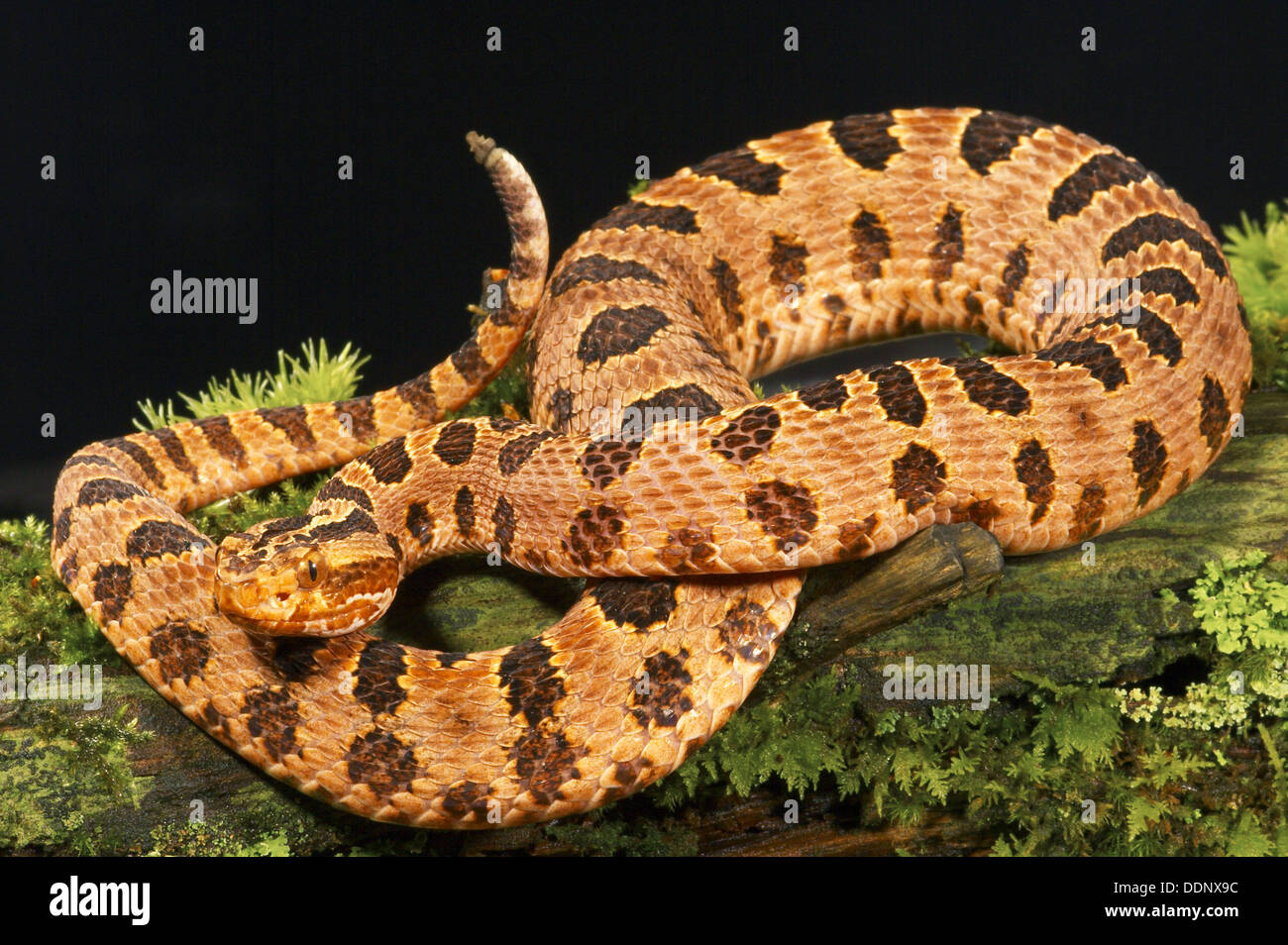 Carolina pygmy rattlesnake hi-res stock photography and images - Alamy