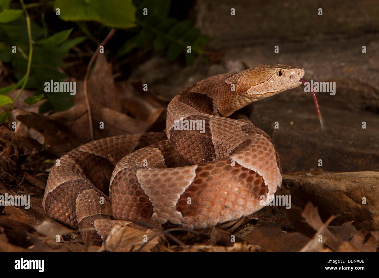 Southern copperhead hi-res stock photography and images - Alamy