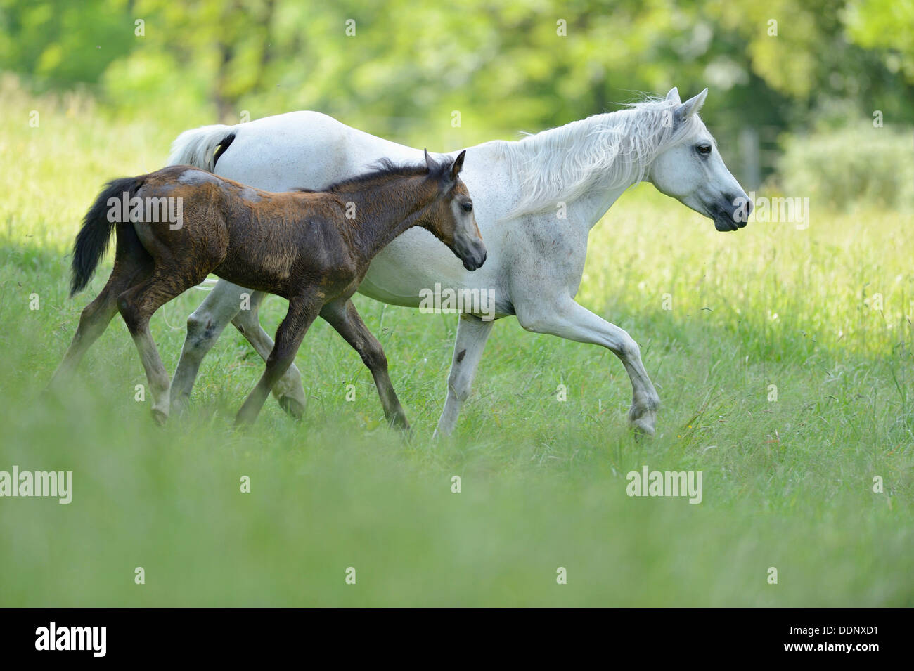 Mare with foal hi-res stock photography and images - Alamy