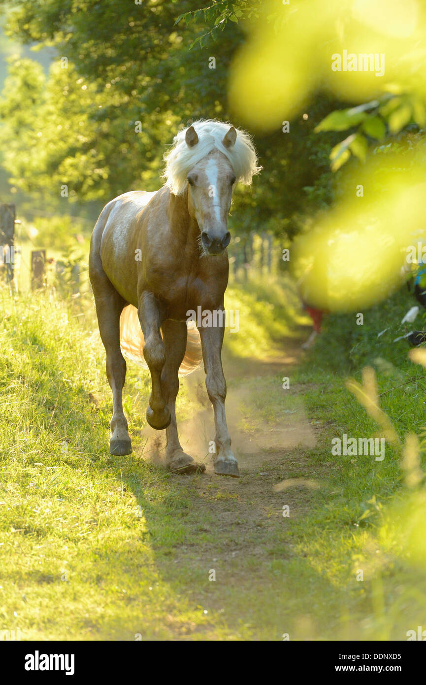 Horse connemara pony stallion hi-res stock photography and images - Alamy