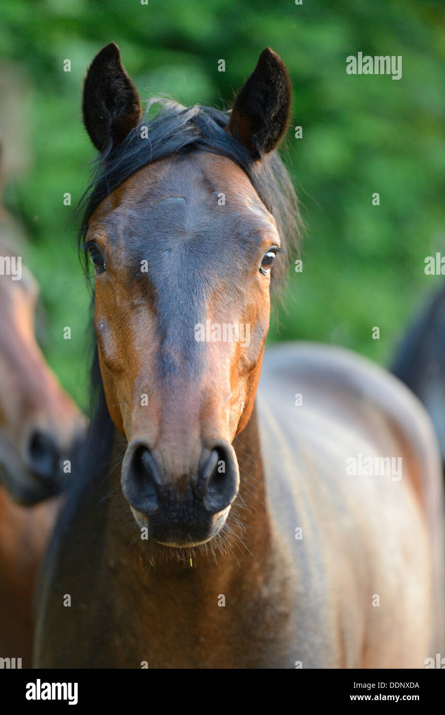 Connemara pony, portrait Stock Photo - Alamy