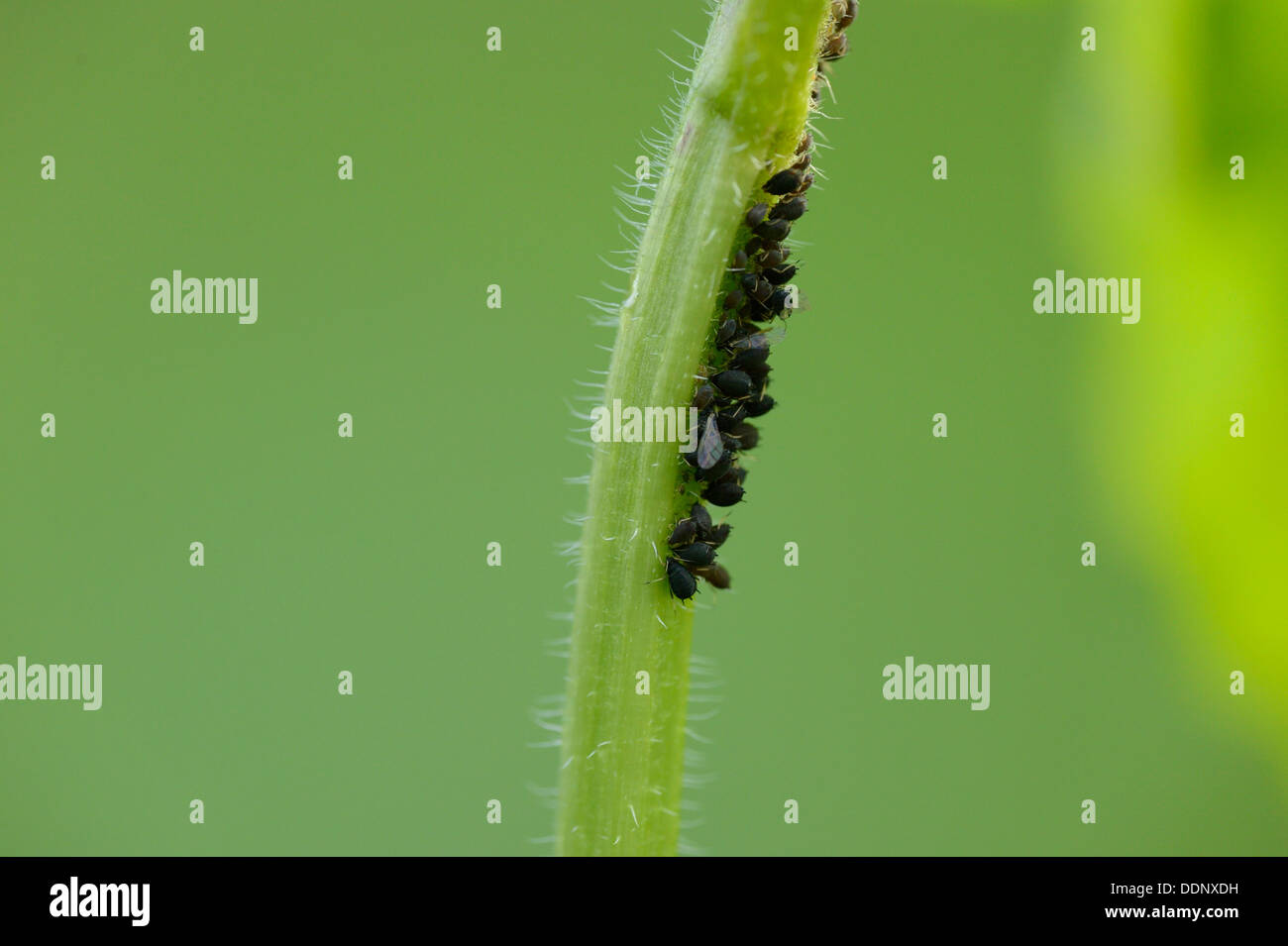 Pea aphids (Acyrthosiphon pisum) on a plant Stock Photo - Alamy