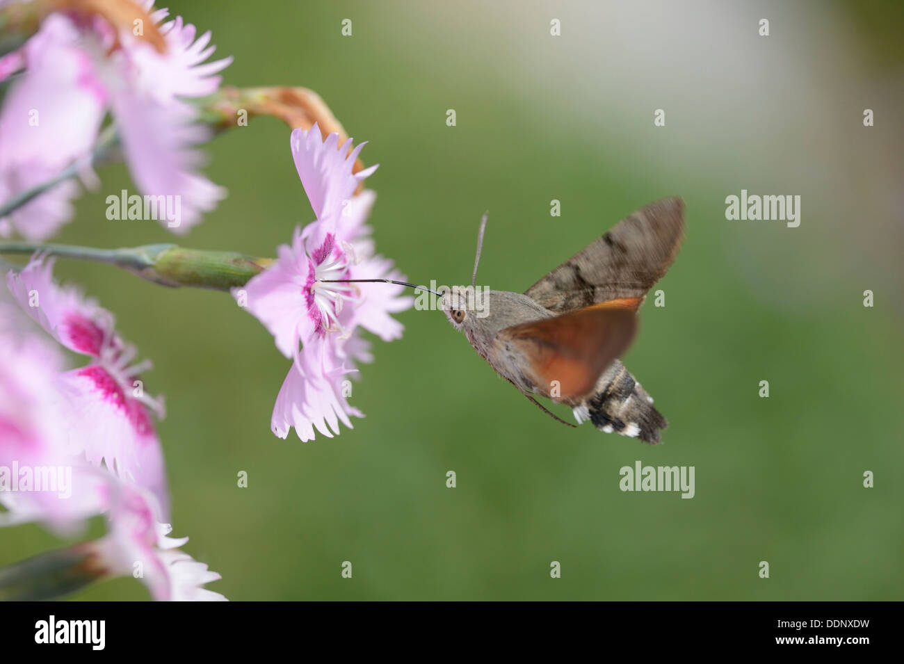 Hummingbird Hawk-moth (Macroglossum stellatarum) on a flower Stock ...