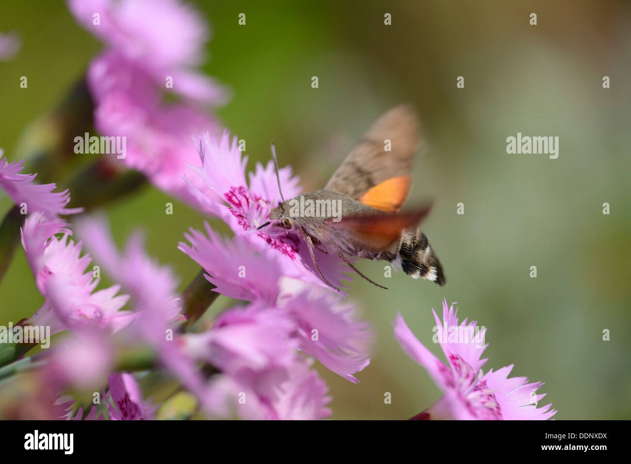 Garden hummingbird hawk moth hi-res stock photography and images - Alamy