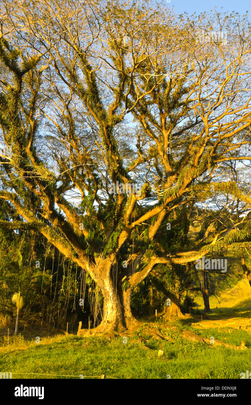 Epiphytes tree hi-res stock photography and images - Alamy