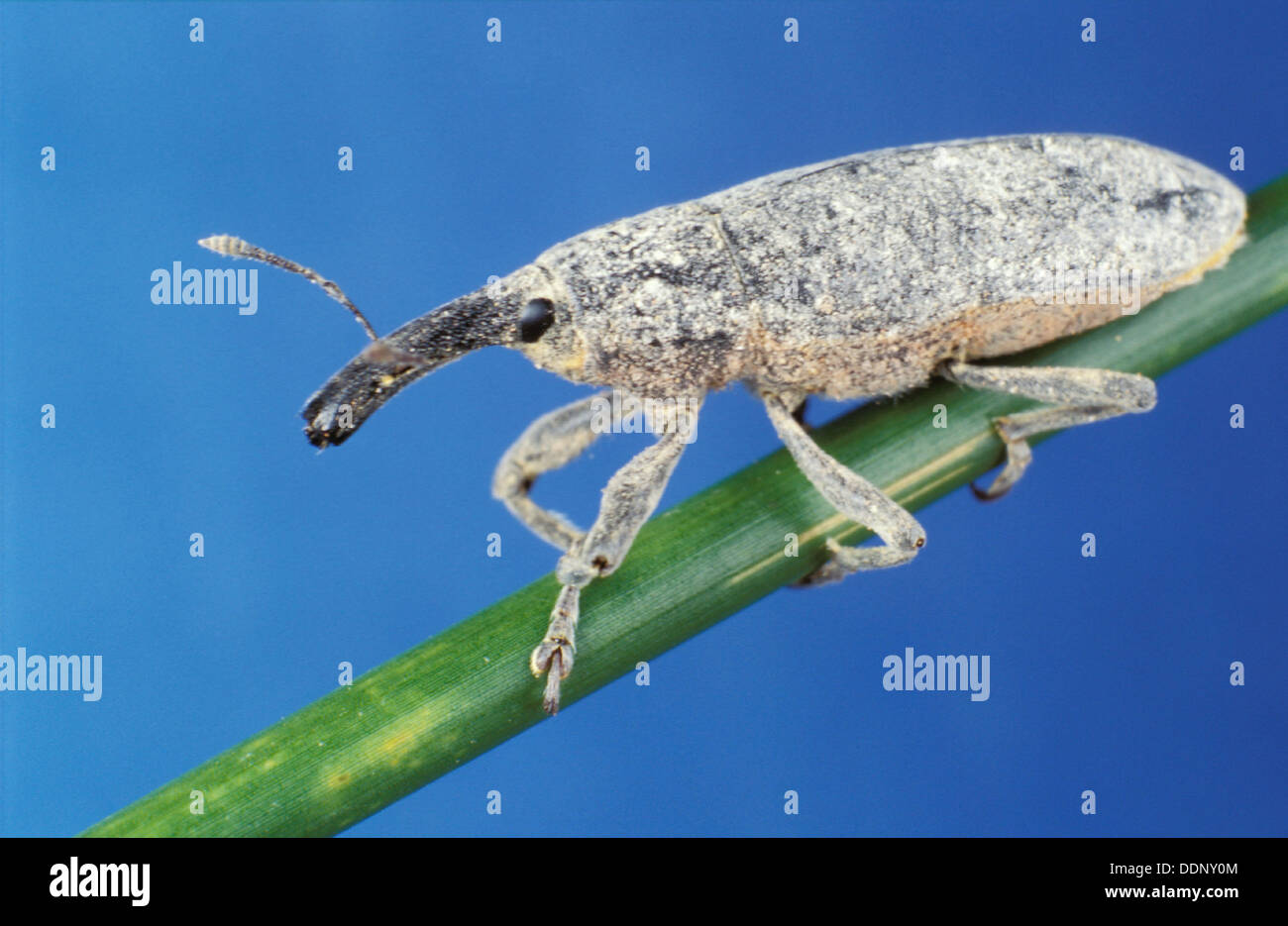 Lixus sp hi-res stock photography and images - Alamy