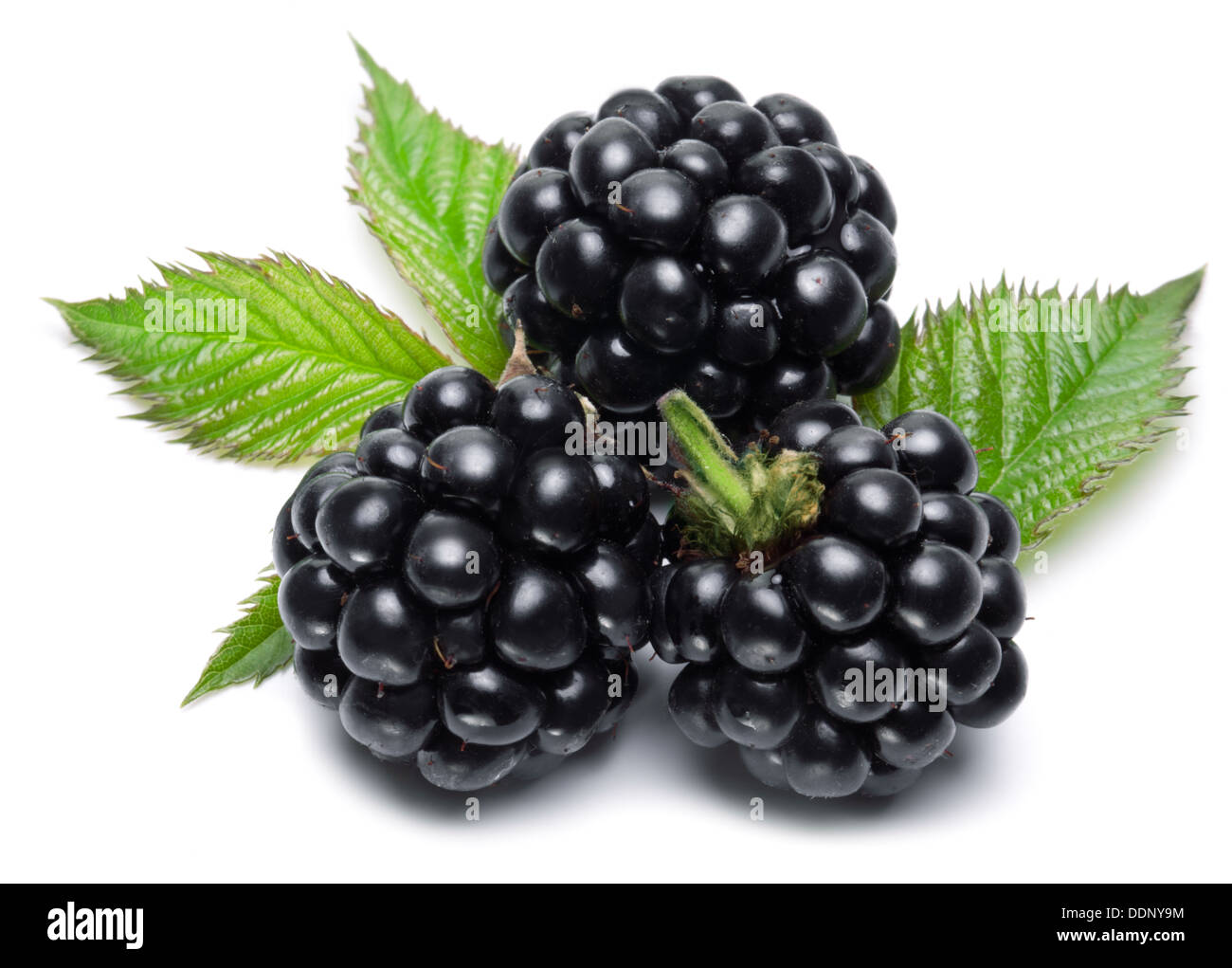 Blackberries isolated on white background Stock Photo - Alamy