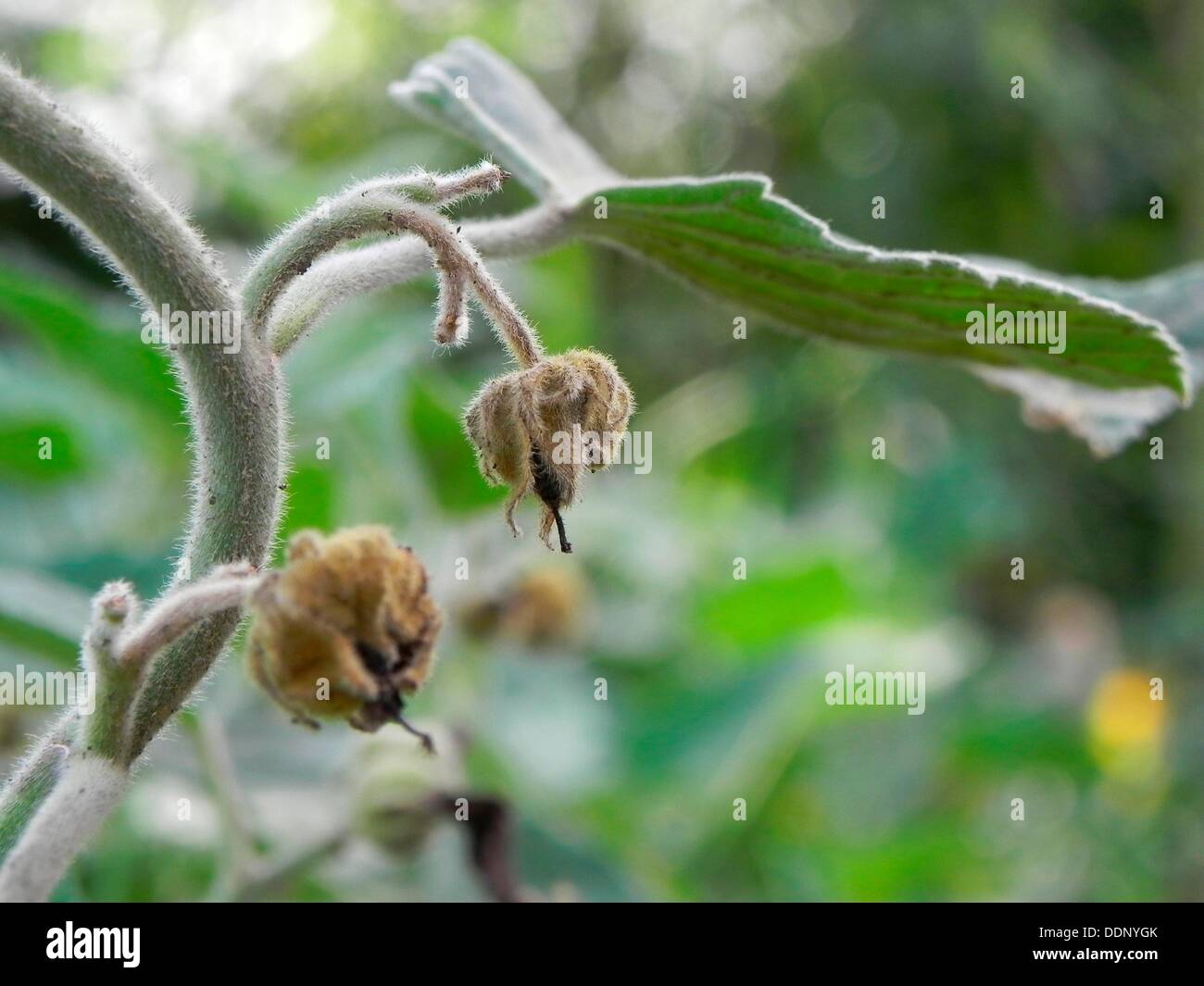 Althaea officinalis seed hi-res stock photography and images - Alamy