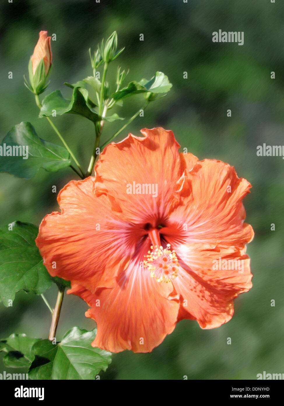 Caleb Plant High Resolution Stock Photography and Images - Alamy