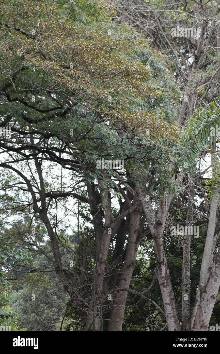 Beautiful trees and bushes Stock Photo - Alamy