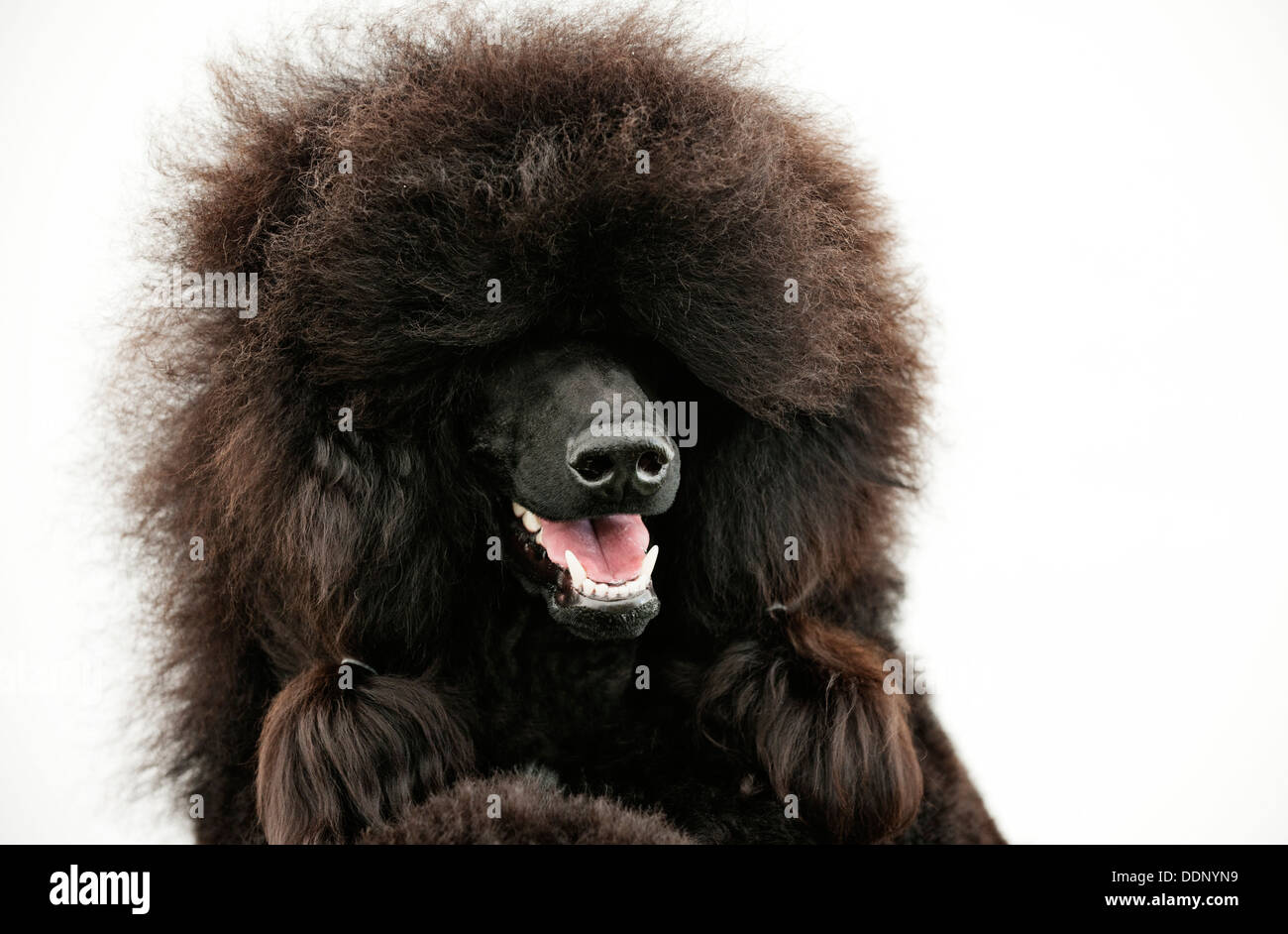 Black poodle dog portrait Stock Photo - Alamy