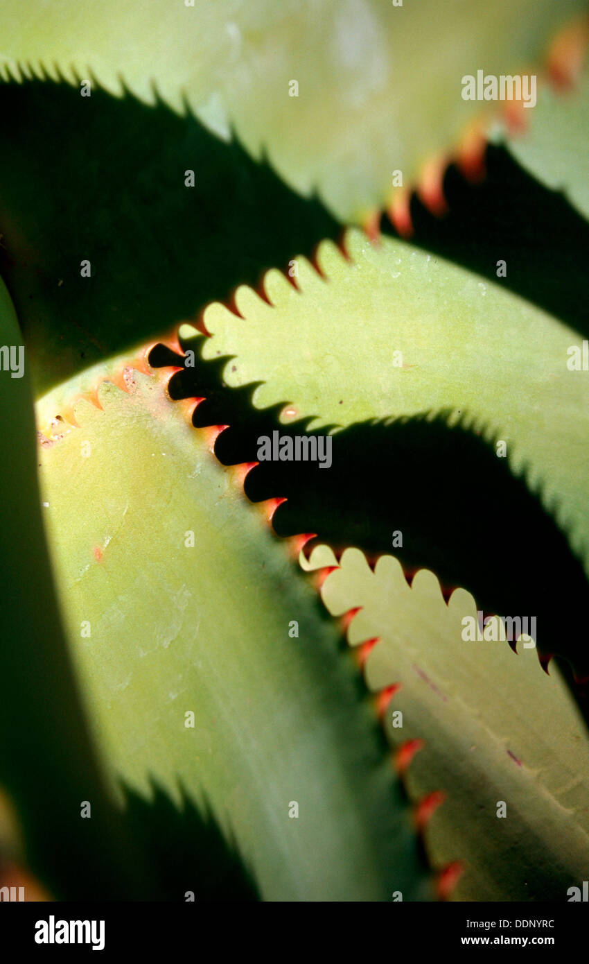 Agave agave sp hi-res stock photography and images - Alamy