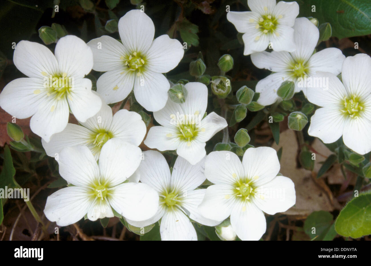 Arenaria montana hi-res stock photography and images - Alamy