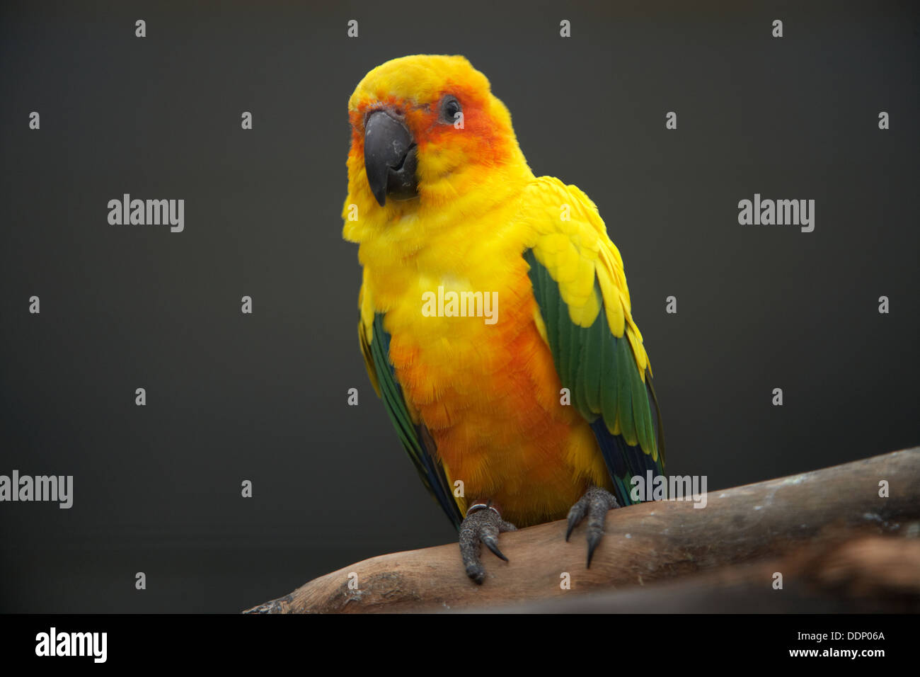 Sun Parakeet or Sun Conure (Aratinga solstitialis) in aviary, Timaru ...