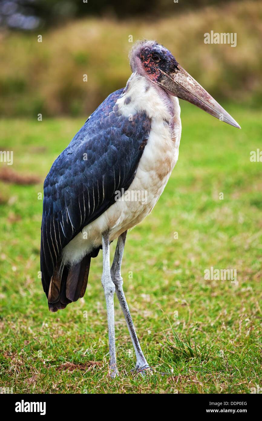 The Marabou Stork bird in Tanzania, Africa Stock Photo - Alamy
