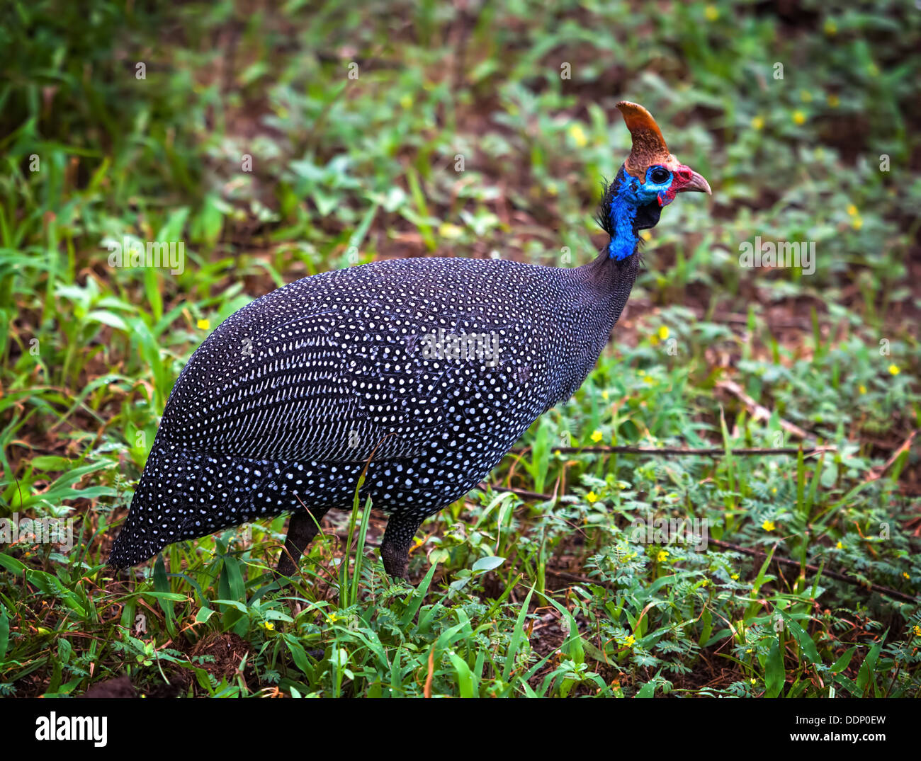 Tanzania guineafowl bird african hi-res stock photography and images ...