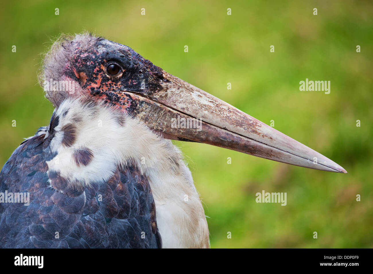 The Marabou Stork close-up portrait in Tanzania, Africa Stock Photo - Alamy