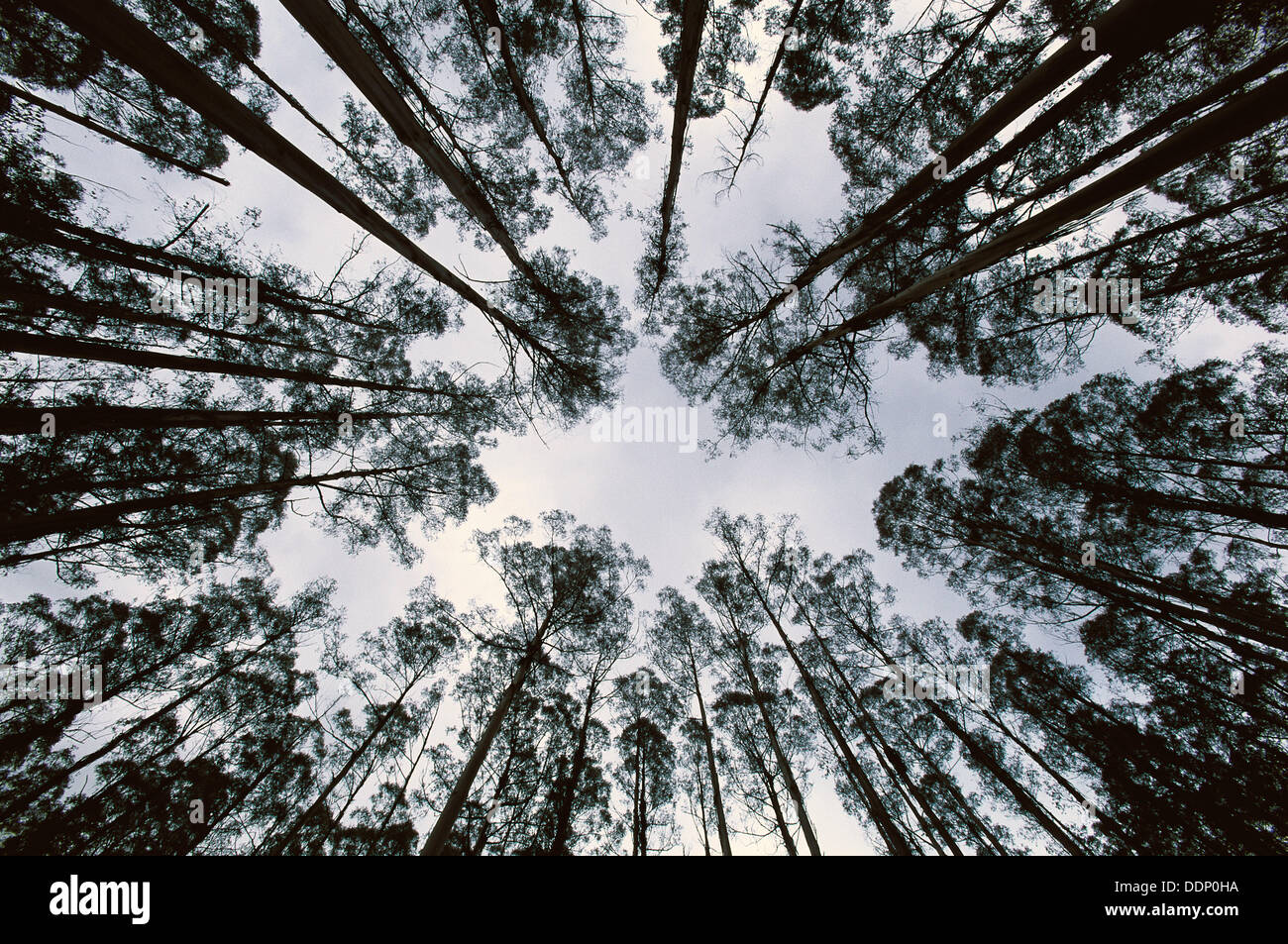 Yarra Ranges National Park High Resolution Stock Photography and Images ...