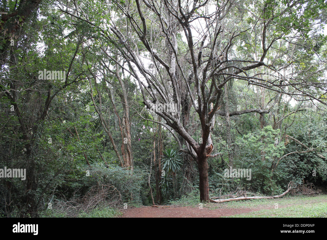 Trees in a green park Stock Photo - Alamy