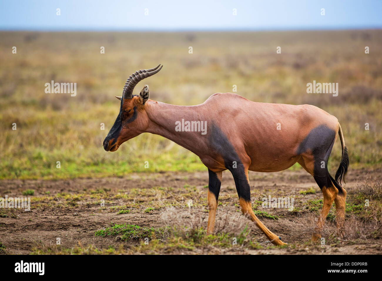 Topi antelope hi-res stock photography and images - Alamy