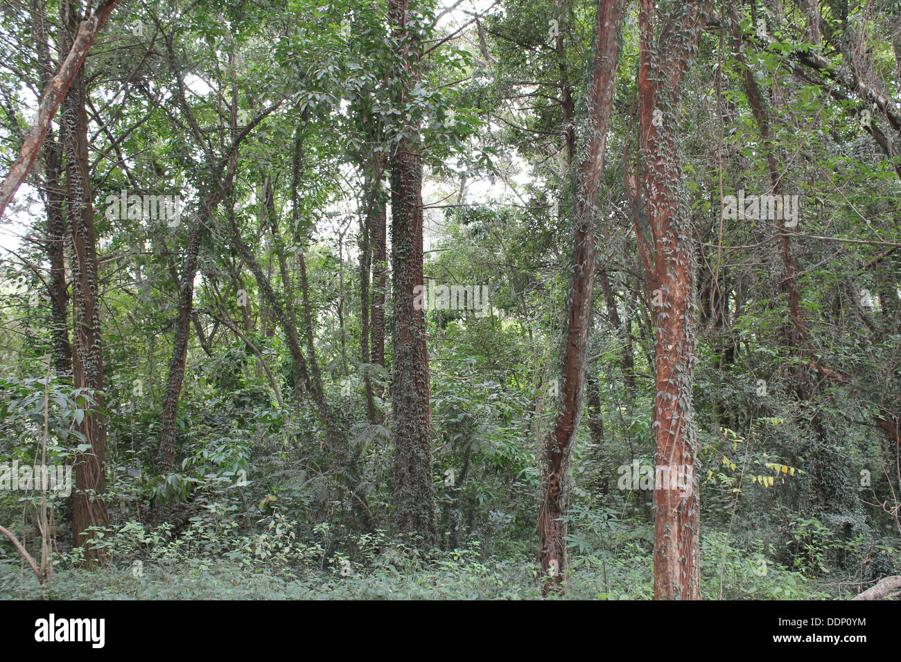 Preserved trees and bushes Stock Photo - Alamy